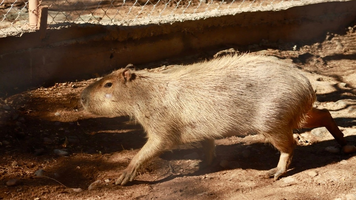 El gigante de Sudamérica llega a Hermosillo: Conoce al nuevo capibara ...