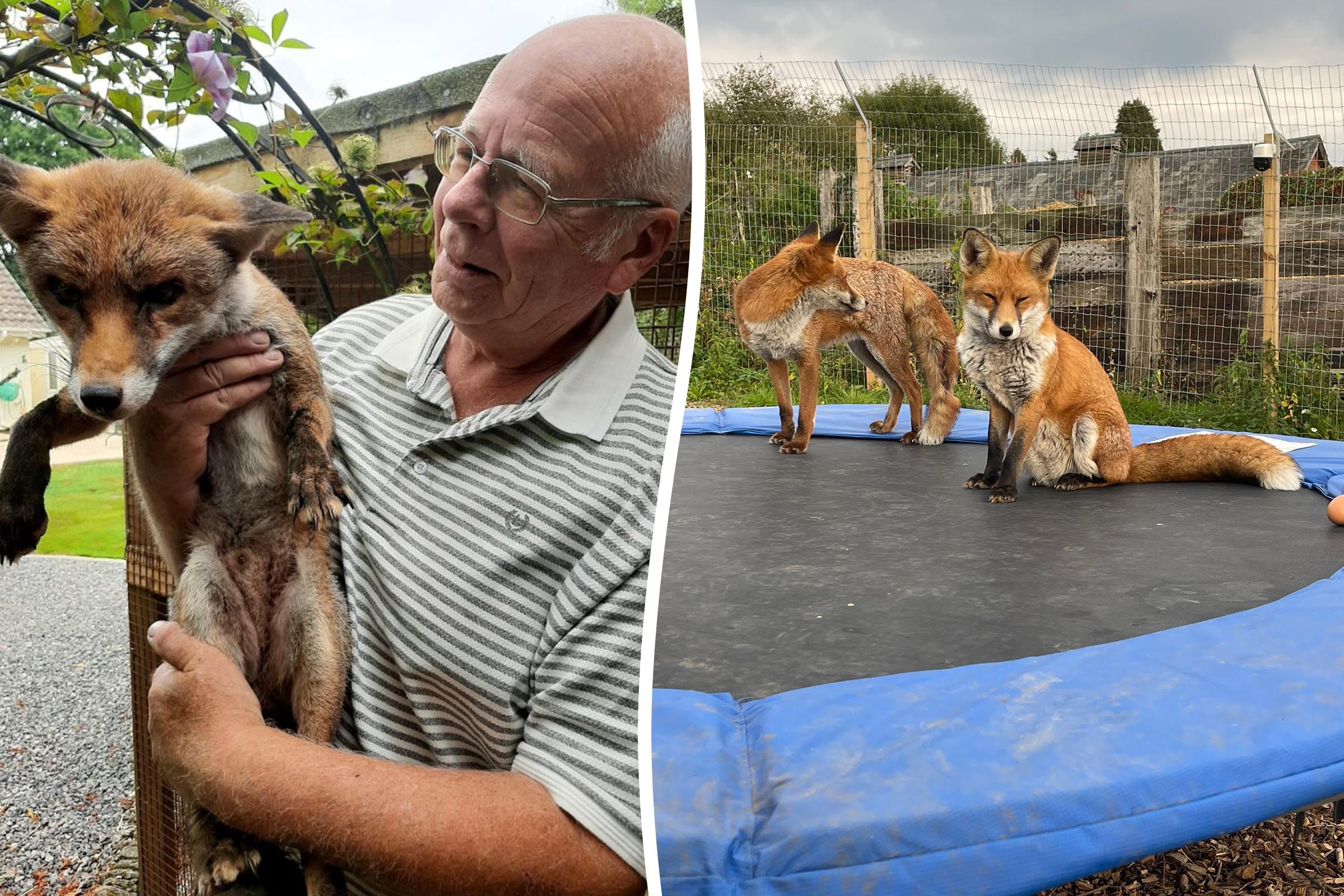 Council bans man from having foxes at home after complaints about odour ...