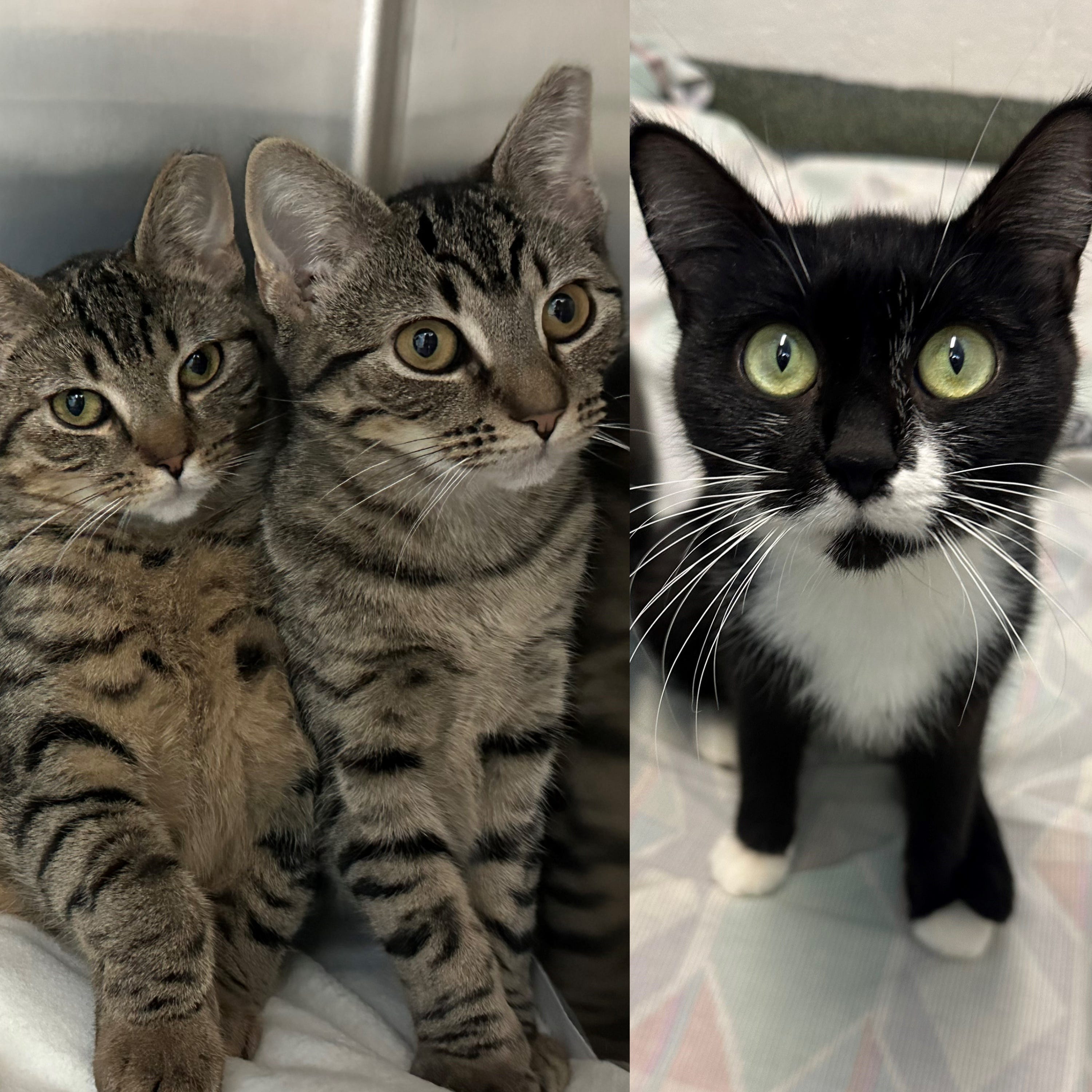 Meet the North Jersey adoptable pets of the week Bambi, Faline & Hana