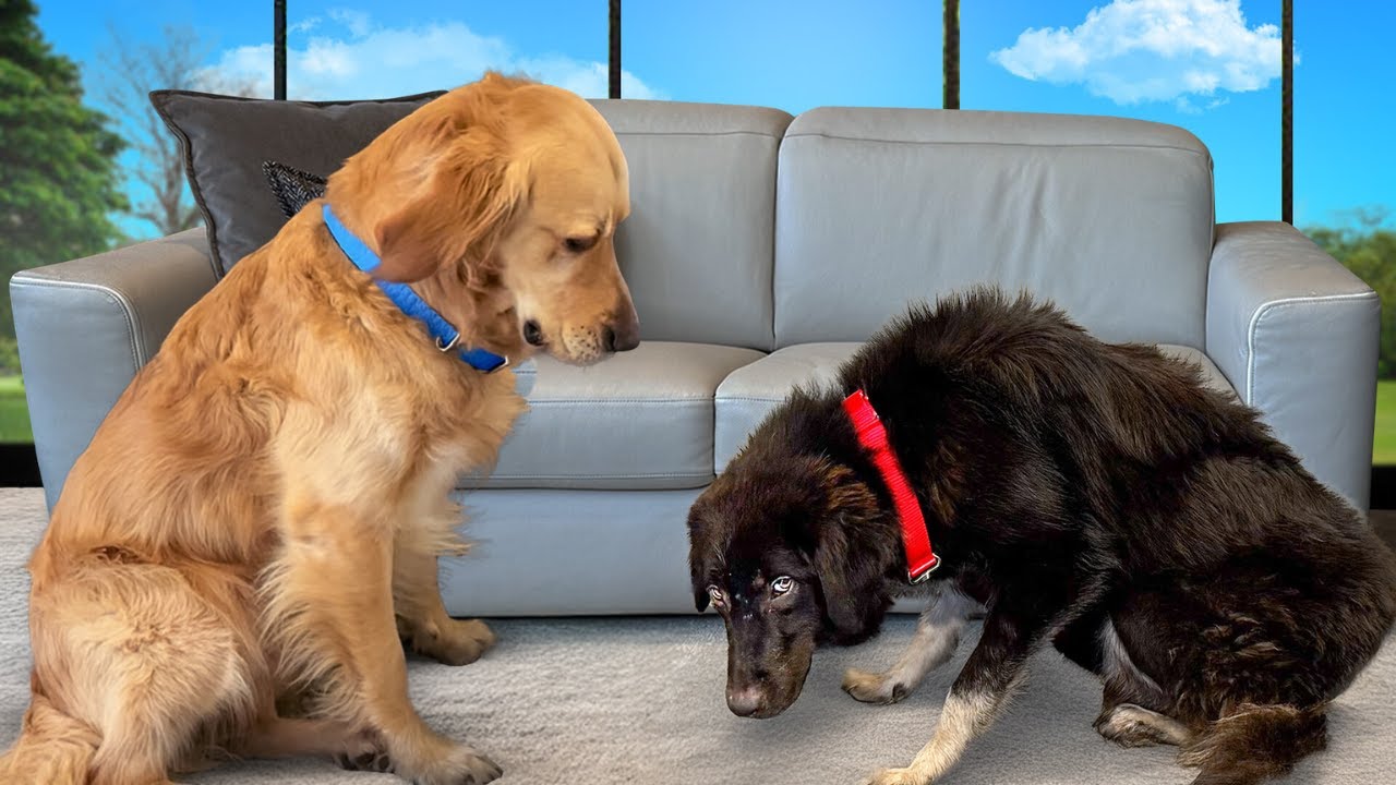 Golden retriever meets completely shut down rescue for the first time