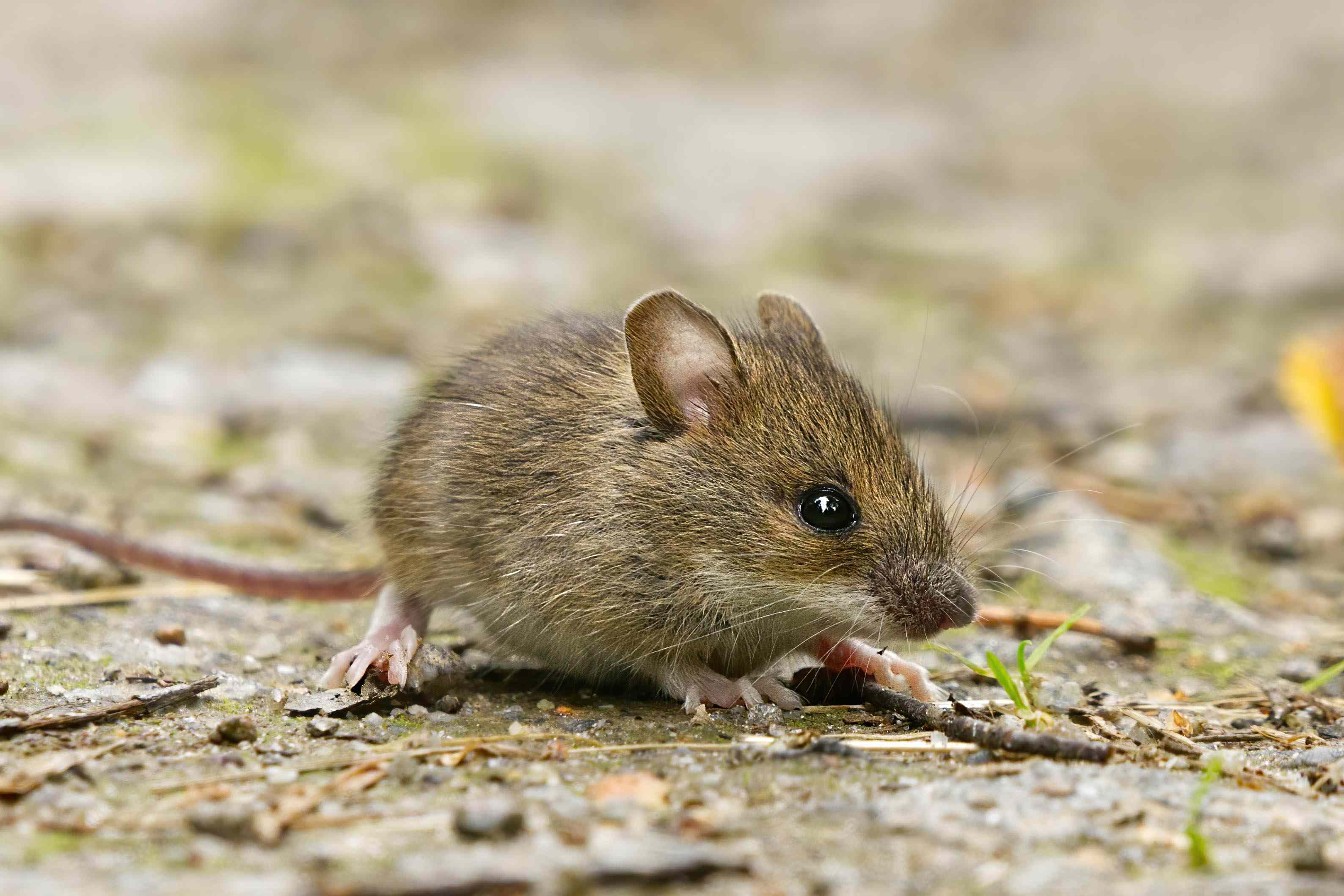 8 things that are attracting mice straight to your door