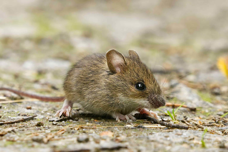 8 things that are attracting mice straight to your door