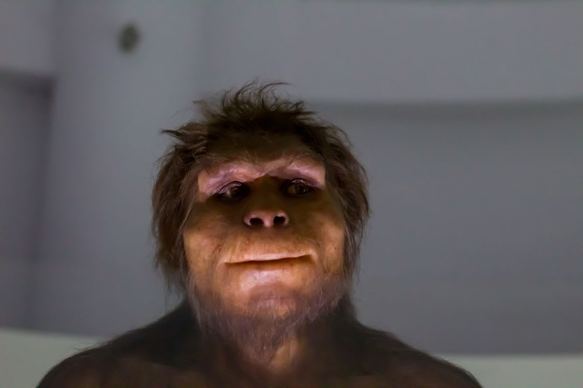 Did Homo erectus speak? Almost certainly, say scientists