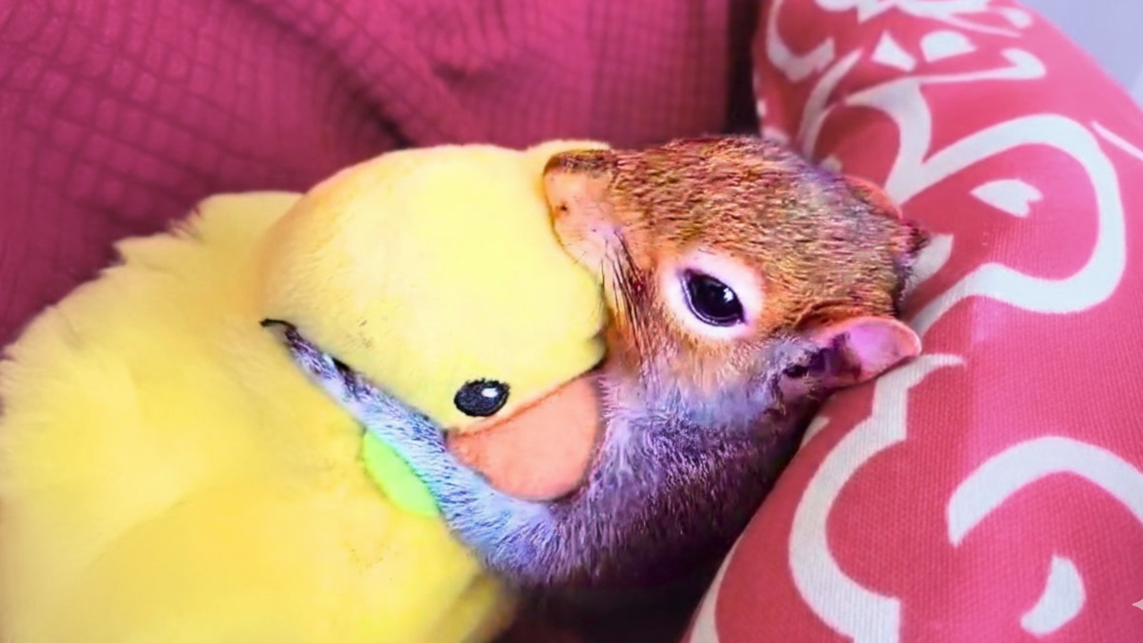 Paralyzed squirrel finds soulmate in a toy duck - and it changed everything