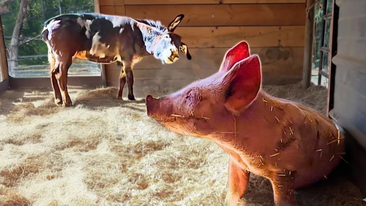 They thought a deaf piglet couldn’t bond - until donkeys became her ...