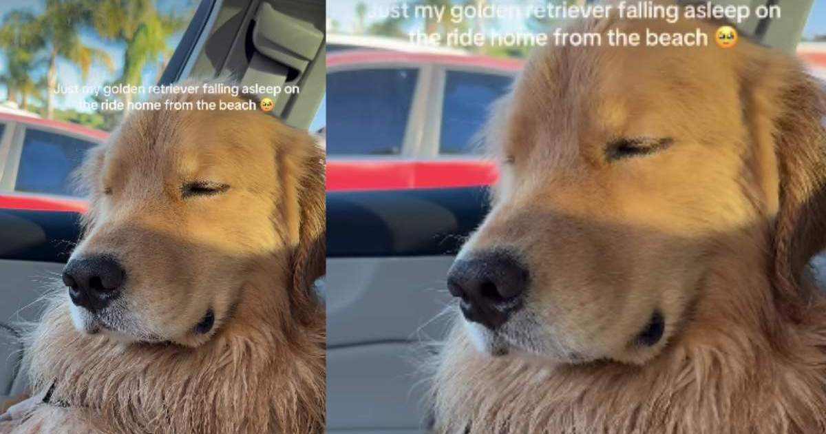 Video: Golden retriever falls asleep on ride home from beach