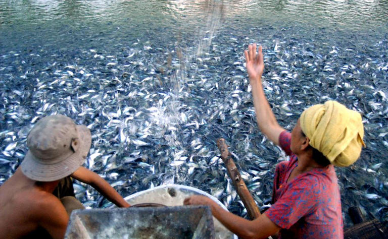 Đồng Tháp ưu tiên hỗ trợ liên kết sản xuất 8 ngành hàng nông nghiệp