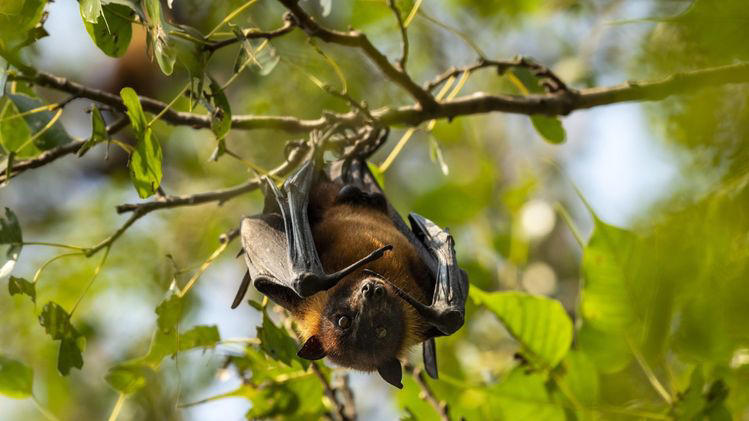 No Nipah virus case reported in Tripura, says health department