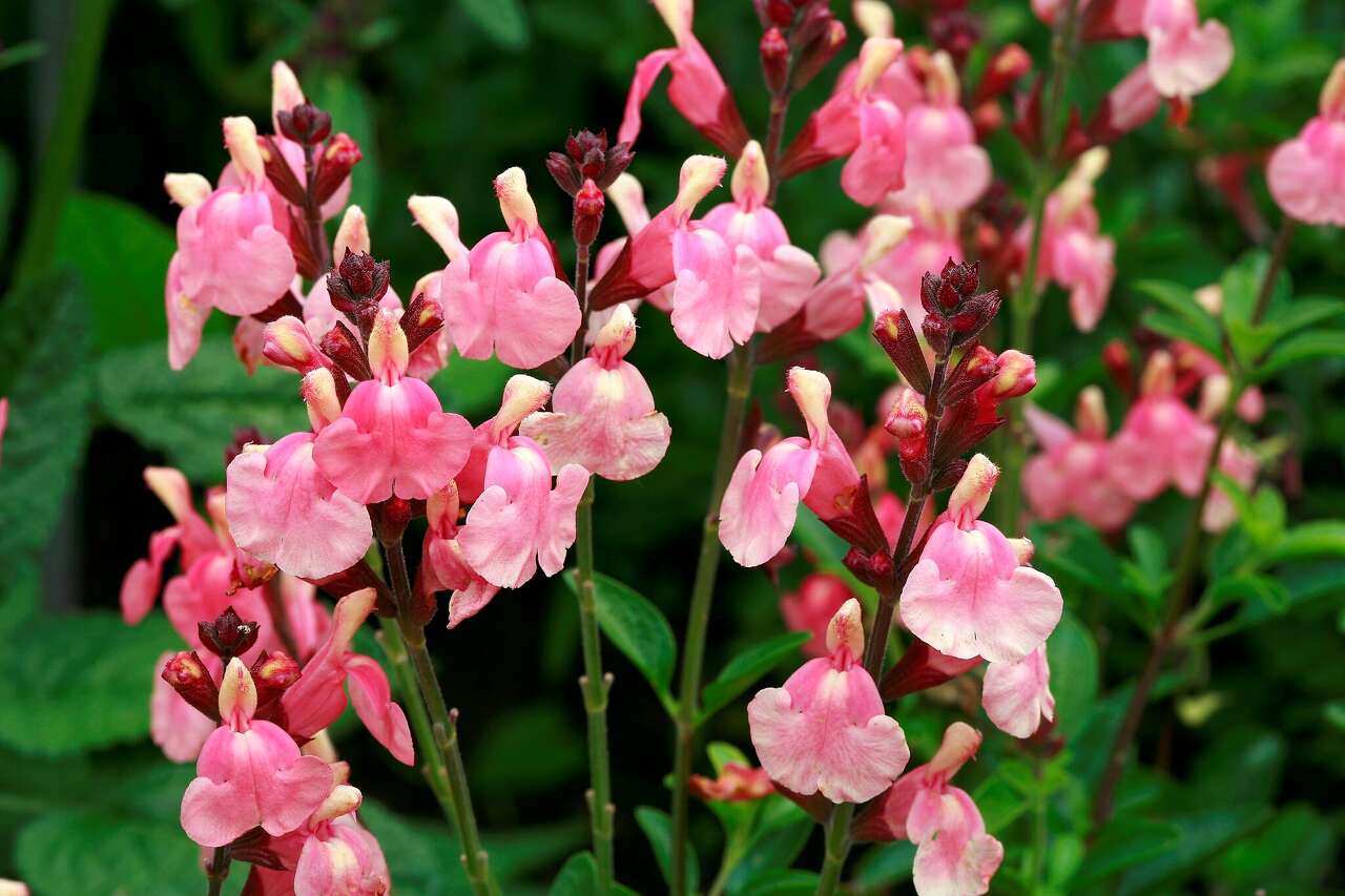 Year-round landscape color: What to choose and where to plant