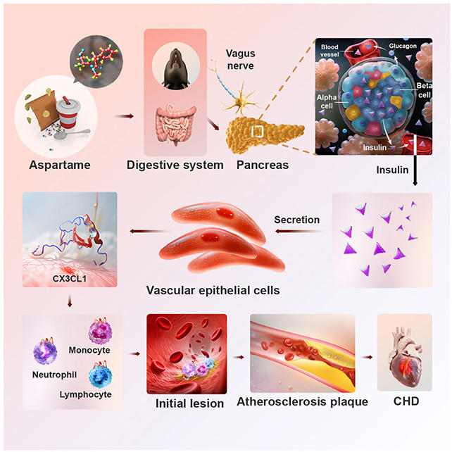 Scientists found a sugar that's sweet, low-calorie, and doesn't spike ...