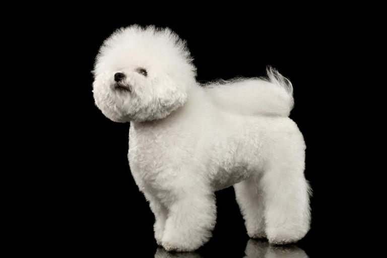 Che differenza c’è tra bichon frisé e barboncino: caratteristiche e ...