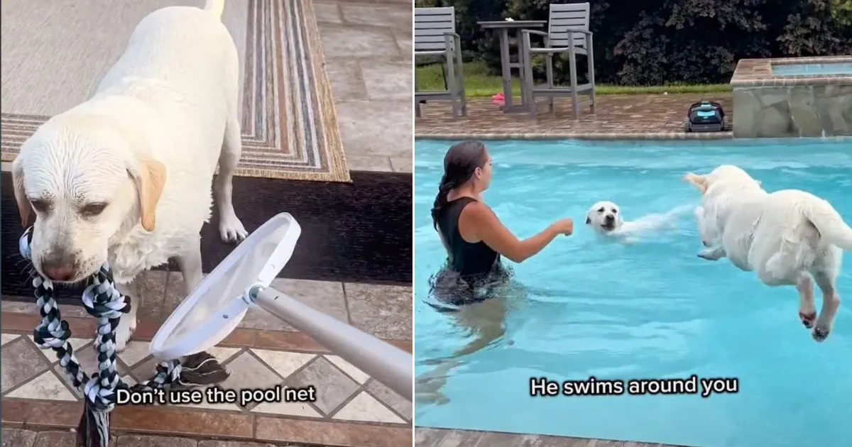 Owner has rules for 'not getting Labrador out of pool'