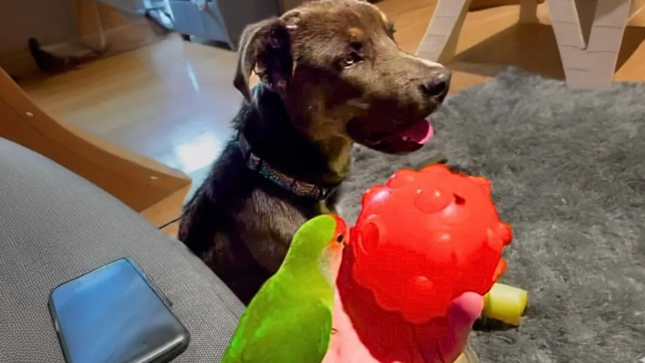 Rescue bird becomes queen of the house - and her giant dog follows orders