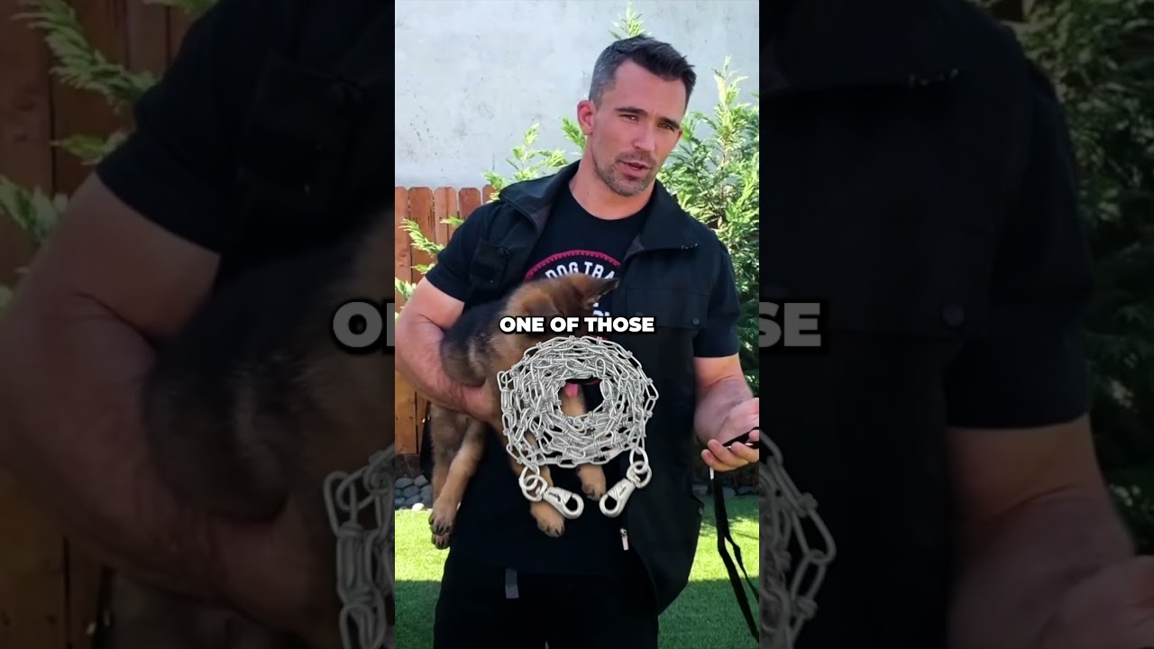 What people misunderstand about "training collars" versus walking gear