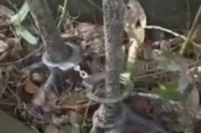 Police officer tries to 'arrest' runaway emu - but fugitive bird beats ...