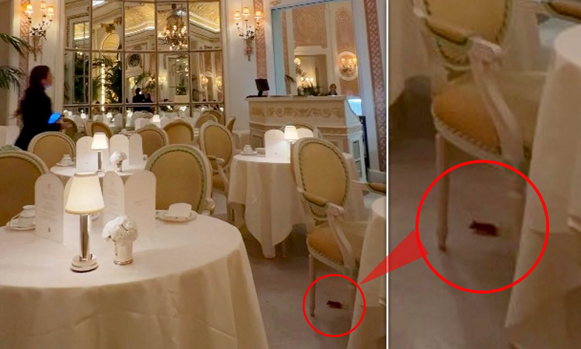 Putting off the Ritz! Afternoon tea diners are stunned to see MOUSE ...