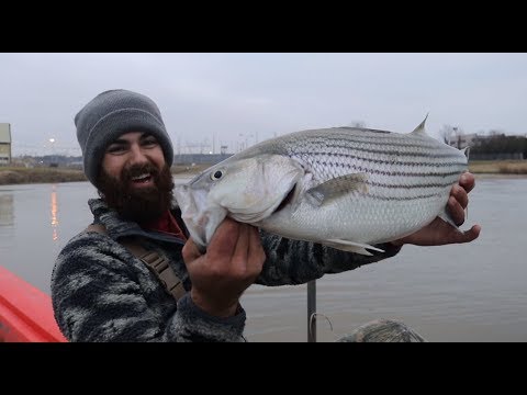 Striper Fishing Challenge for Biggest Beard Caught