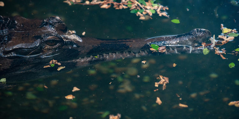 A surprise at the National Zoo: An endangered terrapin hatchling