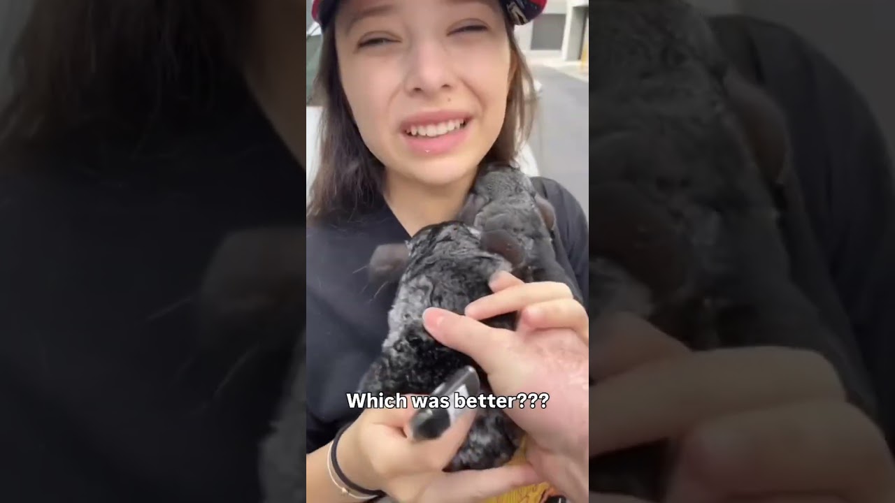 What my chinchilla is worth