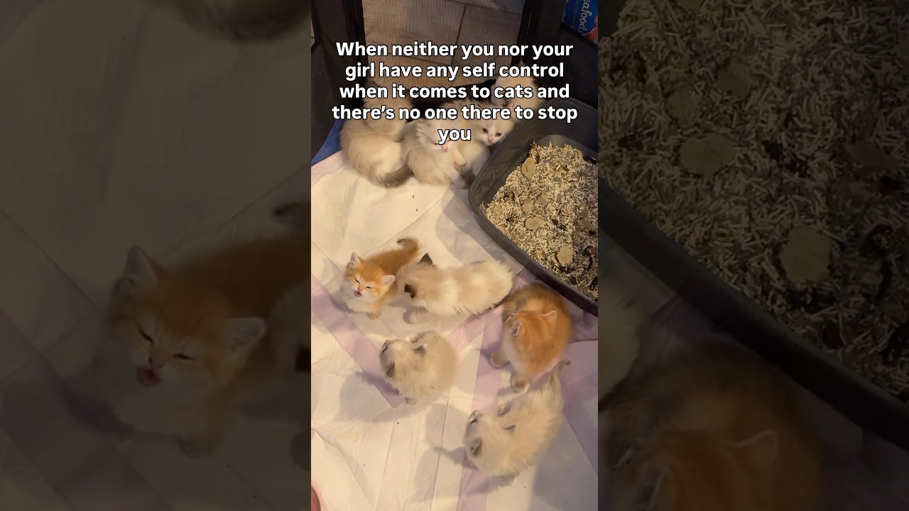 We have no self control and keep buying more cats