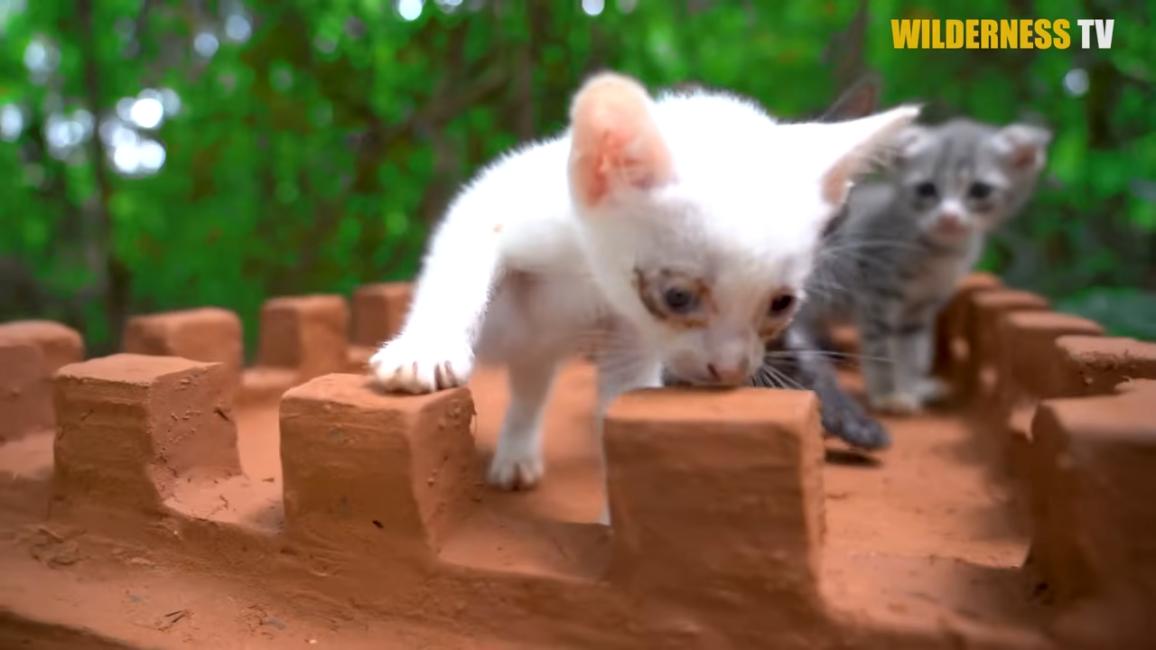 We found them abandoned, then realized how much they had lost