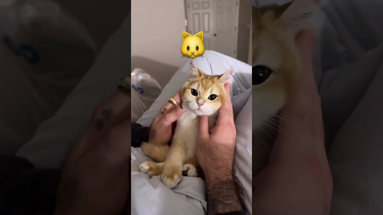 Our pets keep shape-shifting