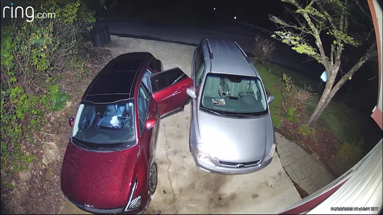 Clever bear opens car door to get inside
