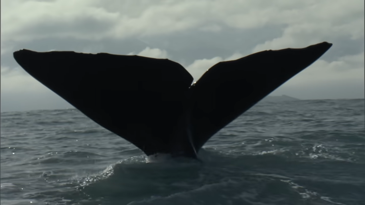 This predator fights giant squid in the abyss