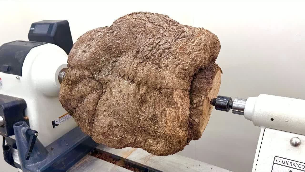 The inside of this tree wart was not what I expected