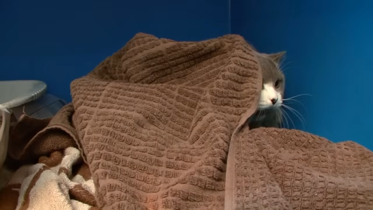 She threw the cage into the water… and then someone saw a cat inside