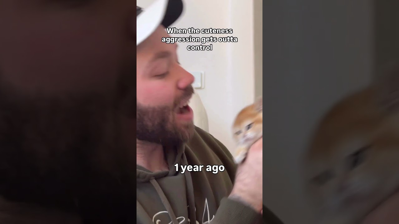 Cuteness aggression strikes as our cats take over home