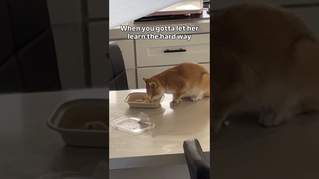 Our kitten seized the moment with food left out