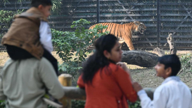 Has Delhi Zoo lost its purpose? Jackal, antelopes, elephant Shankar’s ...