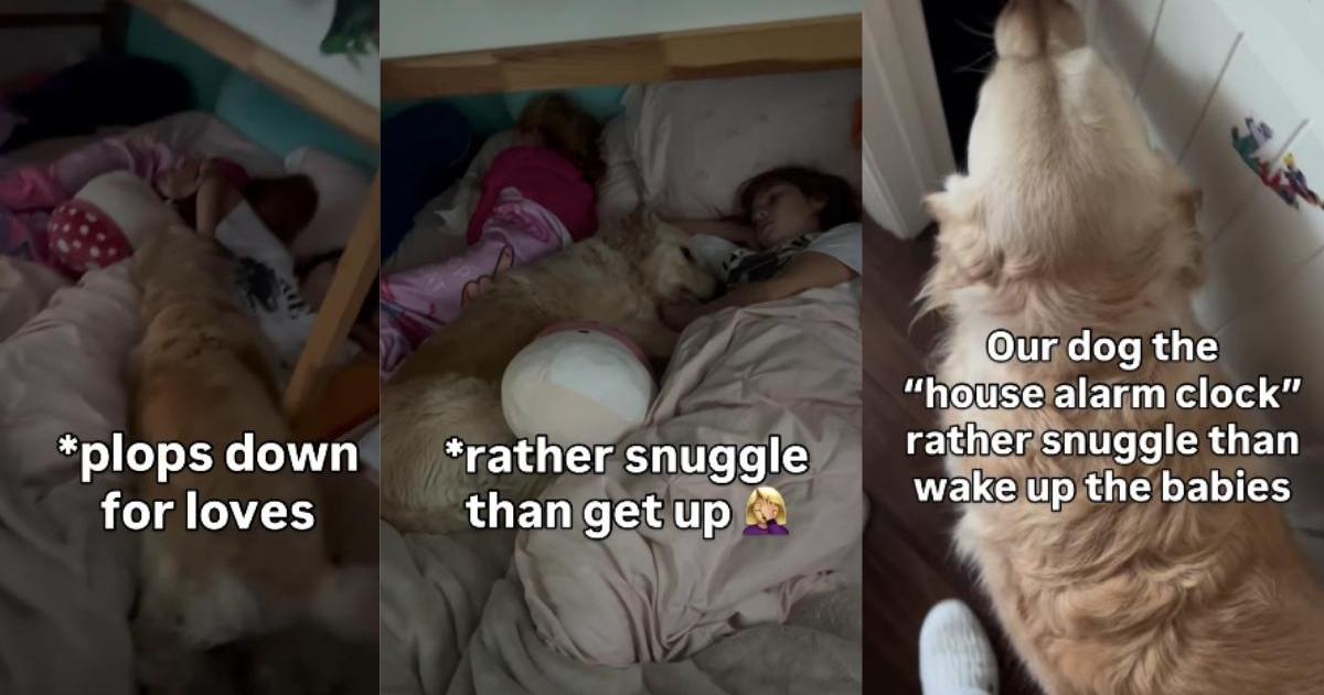 Golden retriever tries to wake the kids - ends up snuggling instead