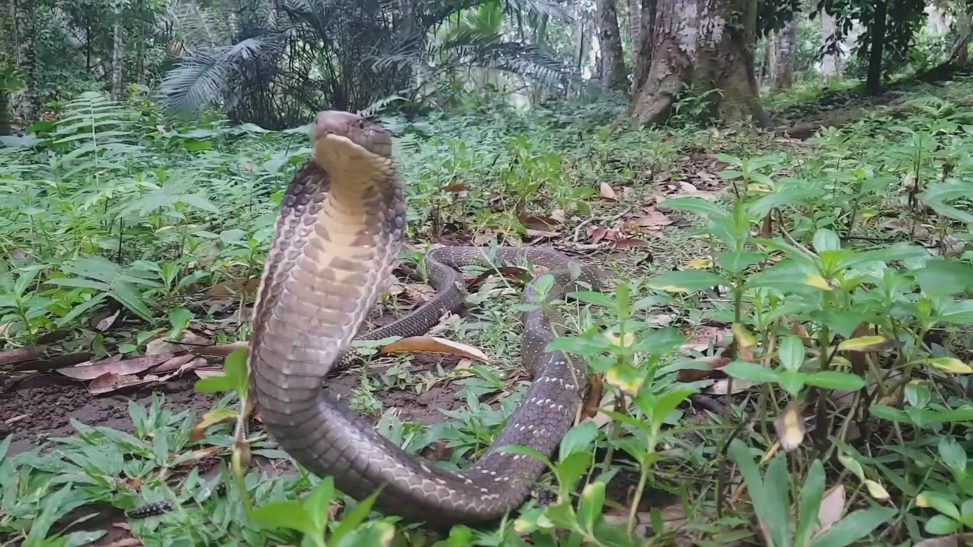 Removing ticks from wild king cobra