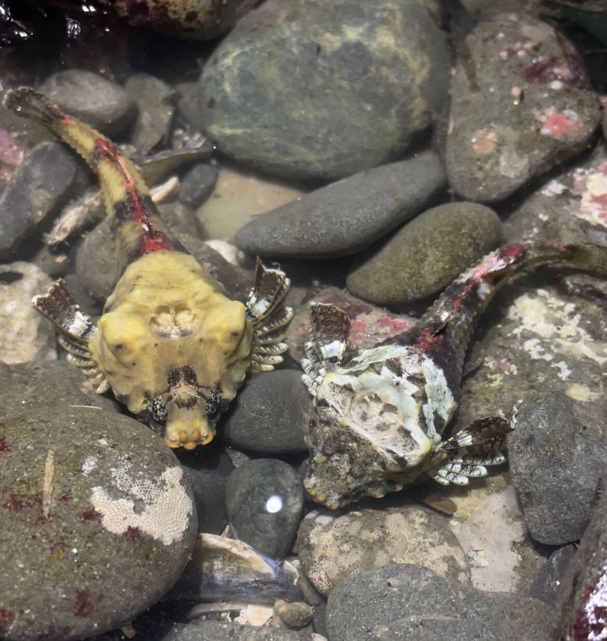 Rockhead poacher fish appear to communicate by using their ribs to play ...