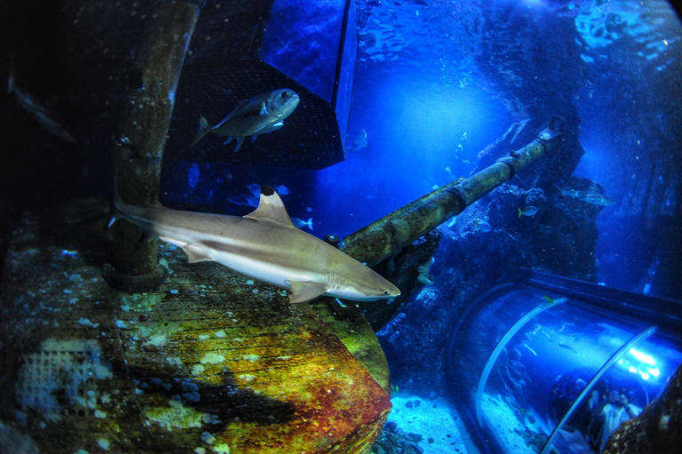 Sharks are famous for fearsome teeth, but ocean acidification could ...