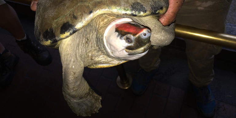 A surprise at the National Zoo: An endangered terrapin hatchling