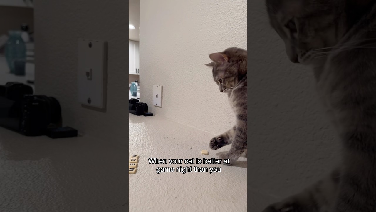 When your cat is better at game night than you