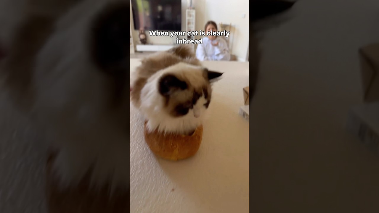 Realizing my cat might be inbred sparks serious concern