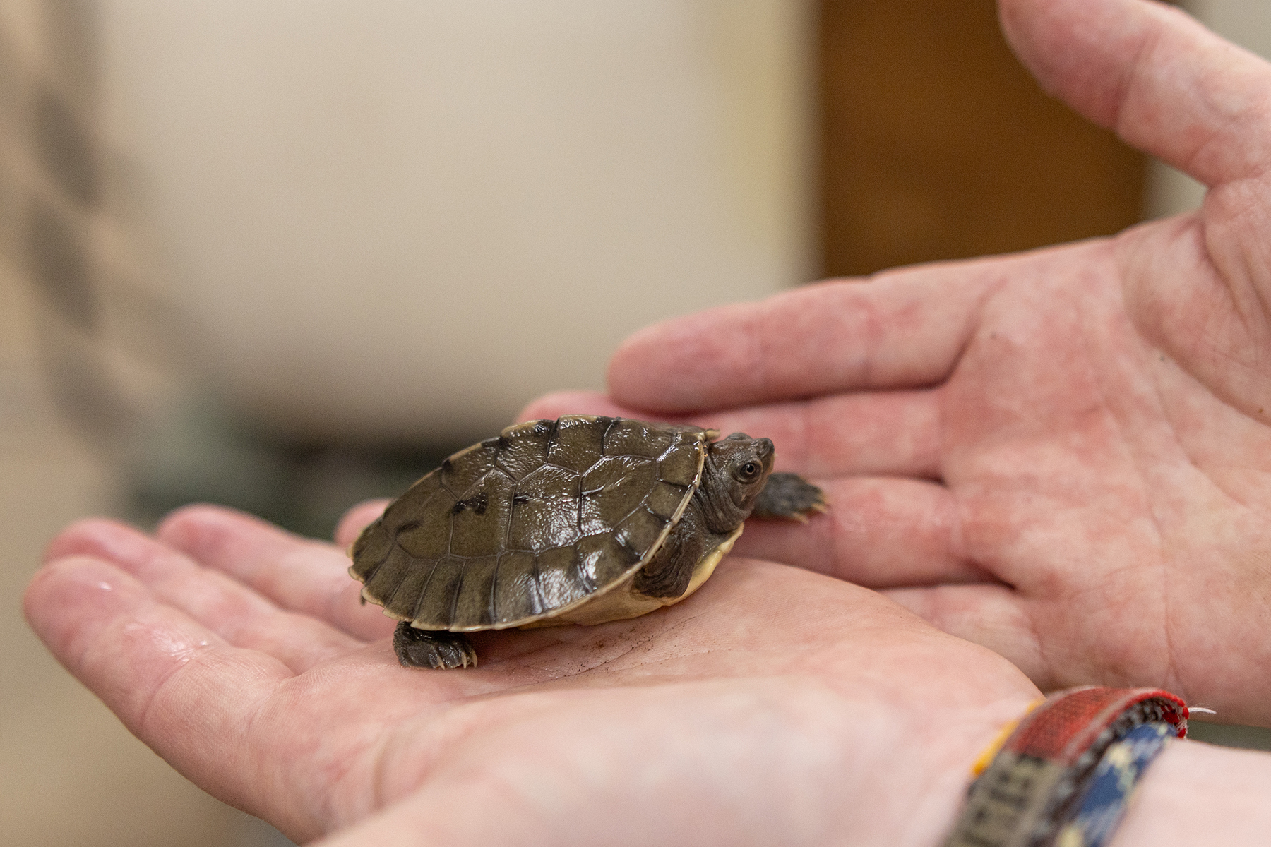 A surprise at the National Zoo: An endangered terrapin hatchling