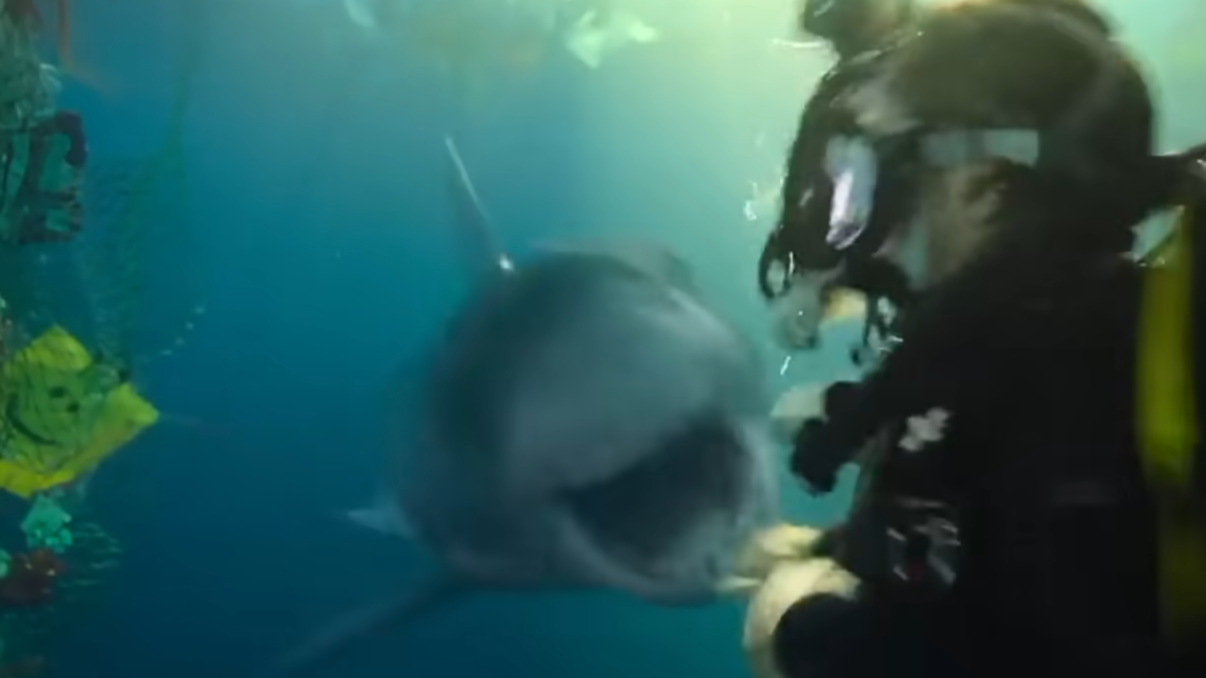 This movie lies about sharks – a scientist calls it out
