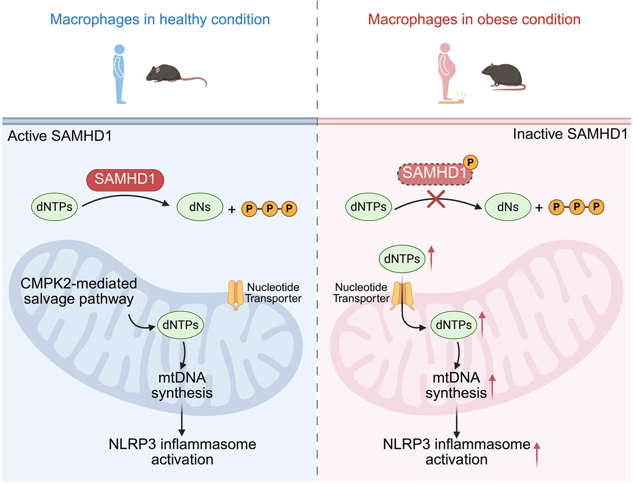 Molecular 'switch' that turns on inflammation in obesity points to new ...