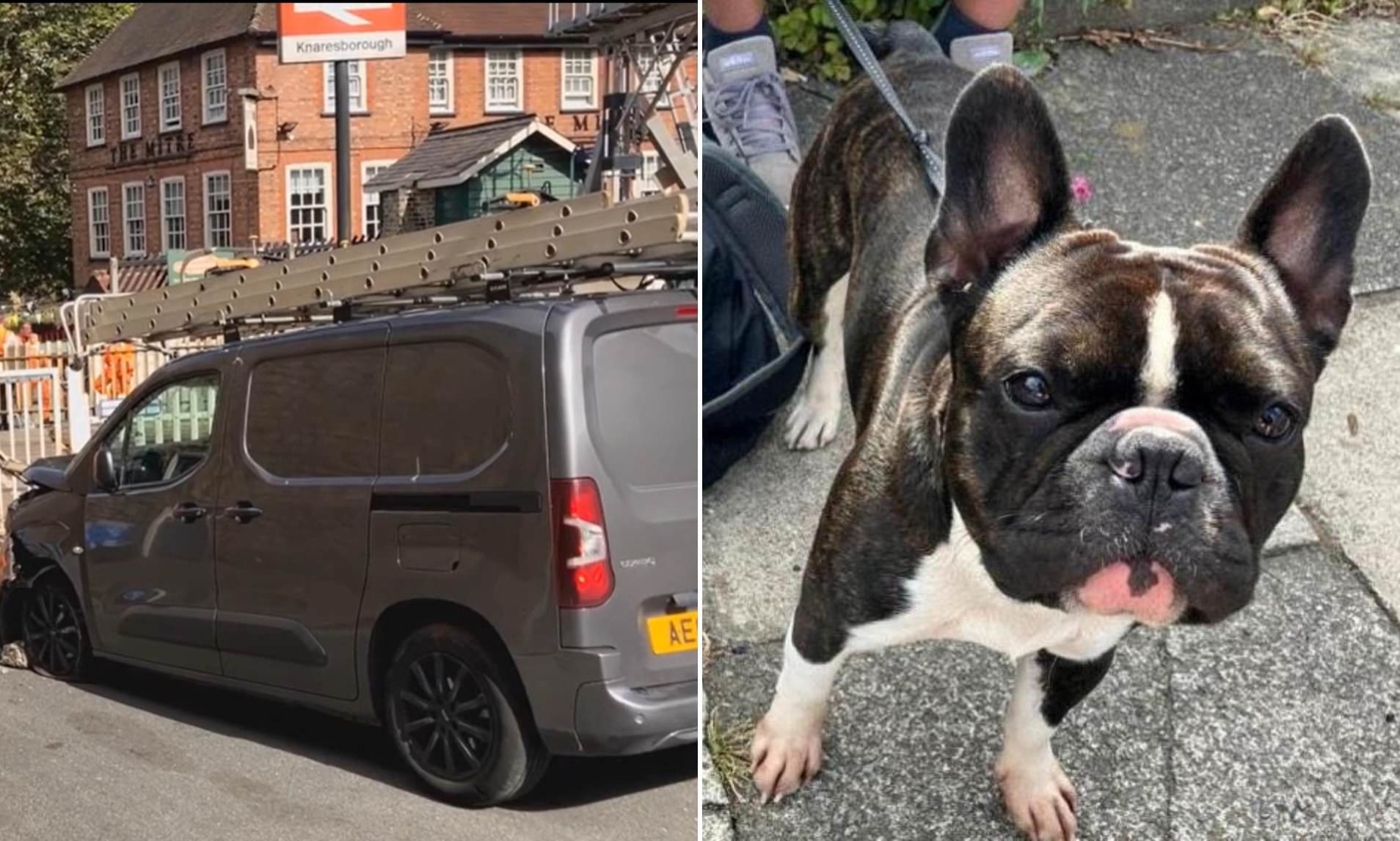 Van driver who blamed crash on French bulldog Reggie chewing through ...