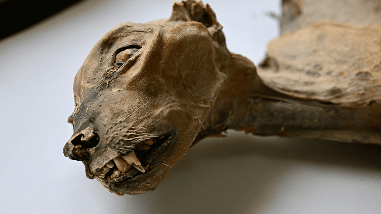 First naturally mummified cheetah specimens, discovered in Arabian cave ...