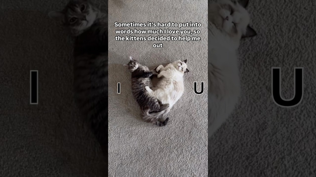 See tiny felines snuggle into adorable heart-shaped bundle