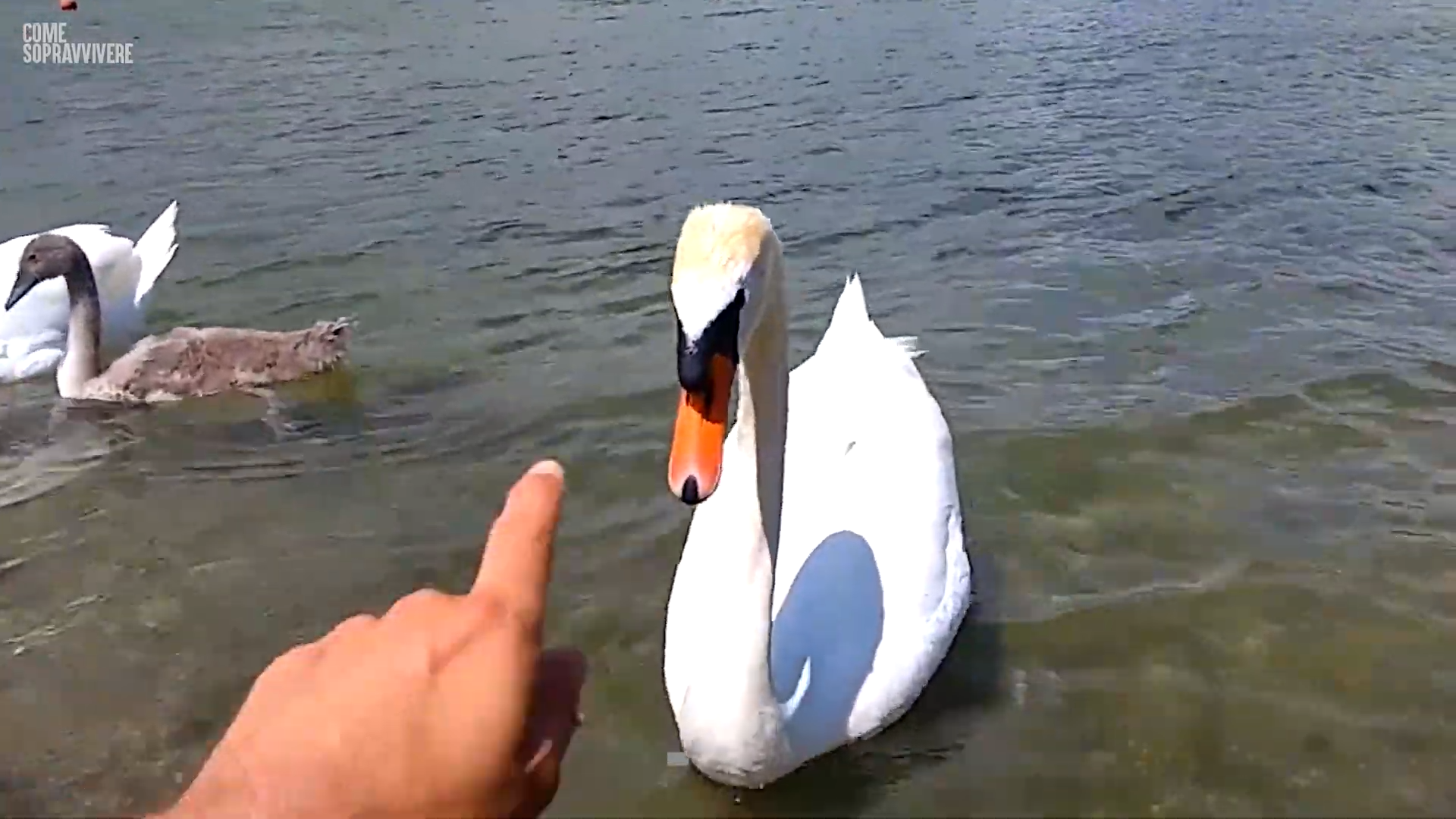Perché cadere in acqua con un cigno era una condanna