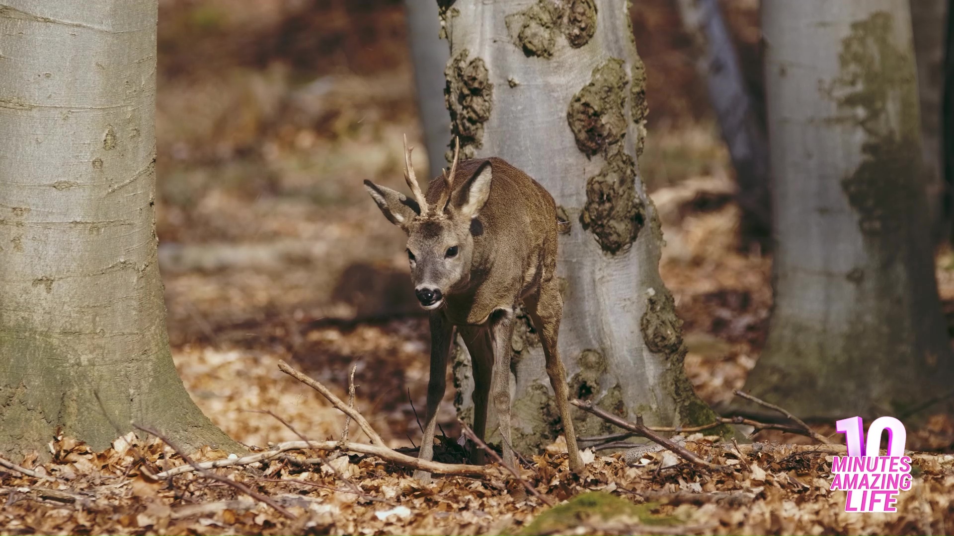 A calm encounter with a forest deer