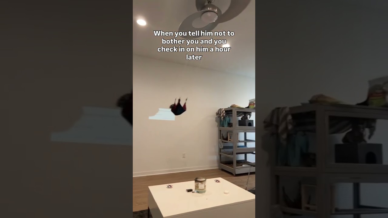 Making my chinchilla fly around the room