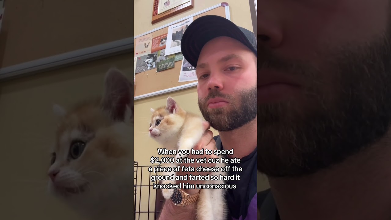 An unfortunate vet trip left our cat less than thrilled